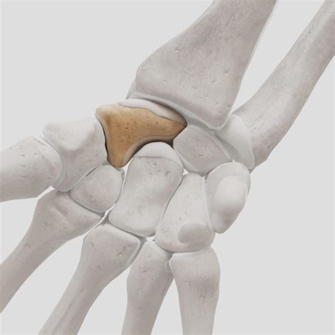 Os Scaphoideum Detailansicht Doccheck