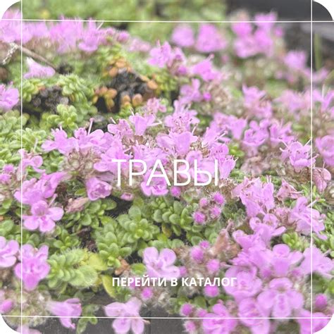 Пряноароматические травы Archives Клуб Успешных Садоводов