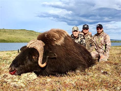 Musk Ox Hunts In Canada Northwest Territories