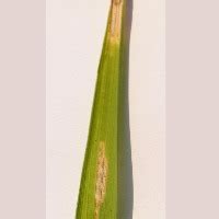 Rice Leaf Disease Detection Obj Object Detection Dataset And Pre Trained Model By Project