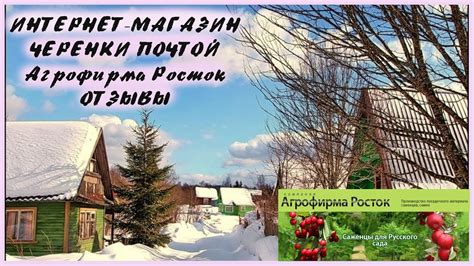 Агрофирма Росток ОТЗЫВЫ + Распаковка посылки Черенки февраль 2015 - YouTube