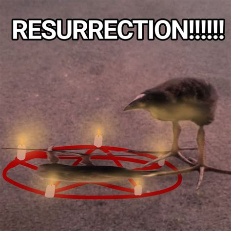 Resurrection Really Funny Pictures Bird Meme