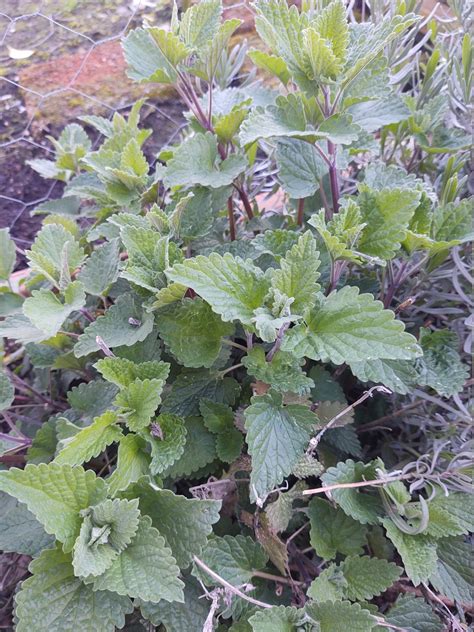Organic Catnip Seeds With Germinationplanting Guide Etsy