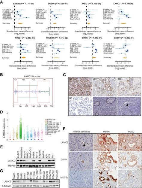 lamc2 regulates key transcriptional and targetable effectors to support