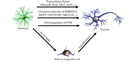 Main Ways Of Reprogramming Astrocytic Cells Into Neurons Download Scientific Diagram