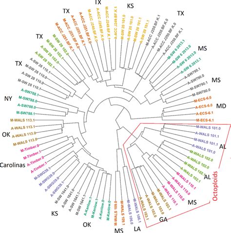 Dendrogram Representing All 80 Bulked Dna Pools Constructed Using