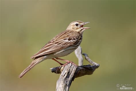 Tree Pipit Photos Tree Pipit Images Nature Wildlife Pictures NaturePhoto