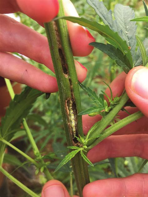 Corn Earworm Larva Tunneled Into Hemp Stem Download Scientific Diagram