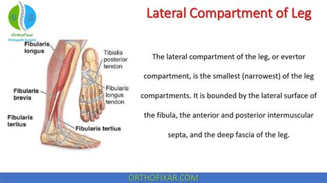 Lateral Compartment Of Leg Rorthofixar