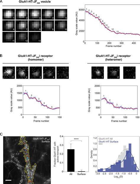 Figures And Data In Plasticity Induced Actin Polymerization In The