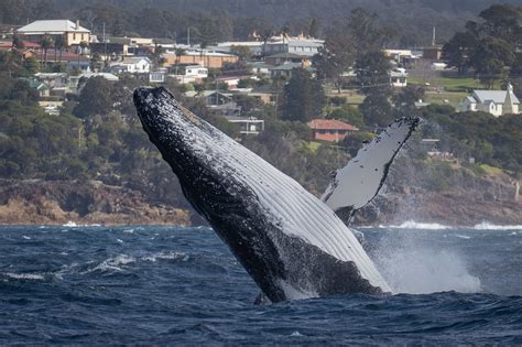 South Coast Whale Watching Sydney Whale Watching