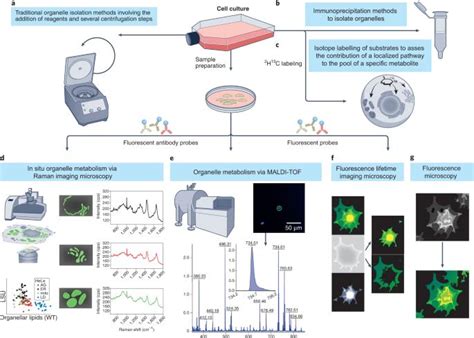 Advances In Measuring Cancer Cell Metabolism With Subcellular
