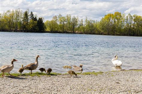 Waterfowl Are On The Shore Of The Lake In The Forest Stock Image