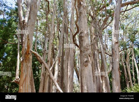 Eucalyptus Obliqua Commonly Known As Brown Top Stringbark Messmate Stringybark Stringybark Or