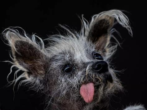 Worlds Ugliest Dog Meet Scooter The Worlds Ugliest Dog Chinese