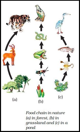 Food Chain Definition Types Parts Examples Biology Notes Online