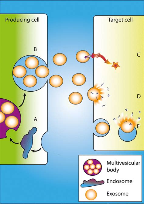 Biogenesis And Secretion Of Exosomes Exosome RNA