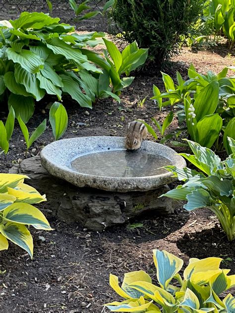 Our Original Handcrafted Granite Bird Bath Free Ups Shipping Eight D Dances With Stone