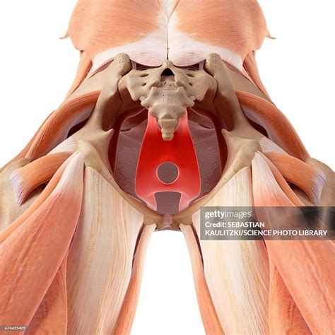 Pelvic Muscles High Res Vector Graphic Getty Images
