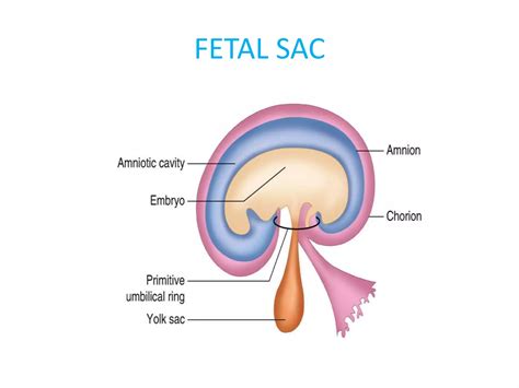 Amniotic Sac And Fluid Pptx