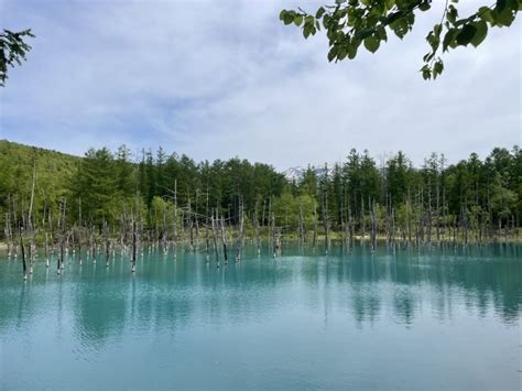 일본 홋카이도 삿포로 3박4일 여행일기 여행2일차 비에이투어 쥰페이식당 삿포로역스시 네이버 블로그