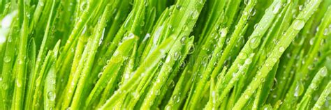 Fresh Green Grass Texture Background Wide Banner Header Grass Leaves Close Up Macro Stock