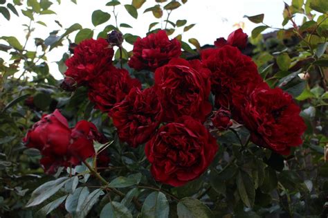 Роза бельканто - фото и картинки: 56 штук