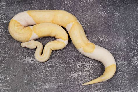 Candino Pied Reality Ball Python