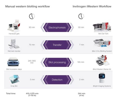 What To Consider When Planning Your Western Blotting Experiment In The