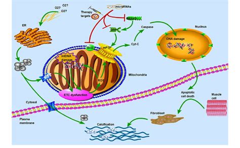 Molecular And Subcellular Events Leading To Apoptosis And Download Scientific Diagram
