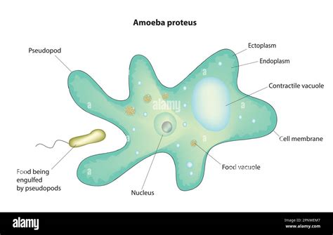 Amoeba Proteus Diagram Stock Vector Image And Art Alamy
