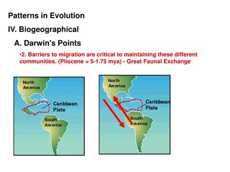 Ppt Patterns In Evolution Ii Morphological A Patterns Powerpoint