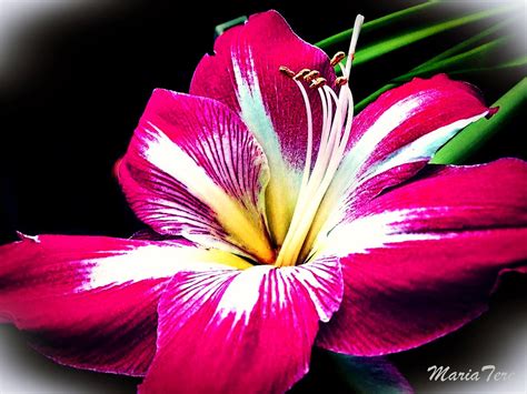 Flor Amarilys Maria Teresa Flickr