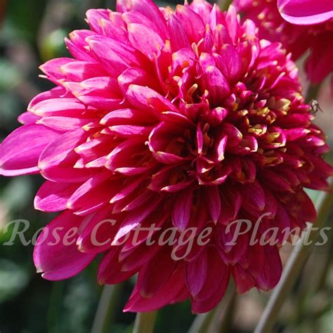 Dahlia Alyshia Rose Cottage Plants