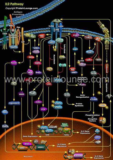 Biological Databases And Tools Il 2 Pathway Protein Lounge