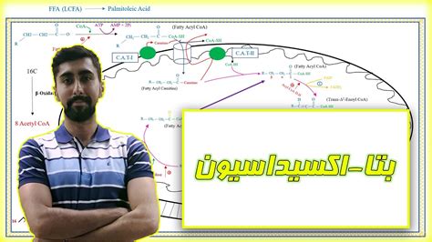 بتا اکسیداسیون بیوشیمی و متابولیسم چربی ها لیپیدها Beta Oxidation Youtube
