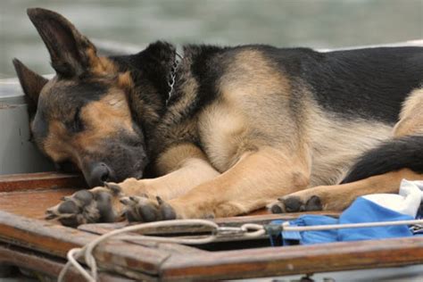 Black Hair Follicular Dysplasia In Dogs Symptoms Causes Diagnosis