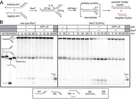 Rest Promotes Fork Regression A Fork Regression Assay Using A