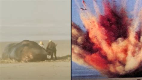 Exploding Whale Incident Is Still One Of Most Bizarre Spectacles Ever