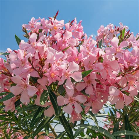 Pink Oleander Tree Three Timbers Landscape Materials