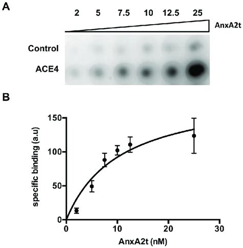 Filter Binding Assay Of The Ace4 Aptamer With Purified Hetero Tetramer Download Scientific