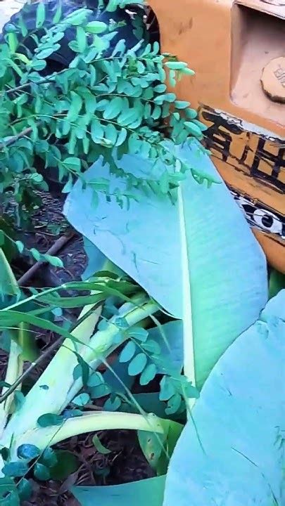 Đưa Xe Nâng Komatsu Fg10 Sang Sông Youtube