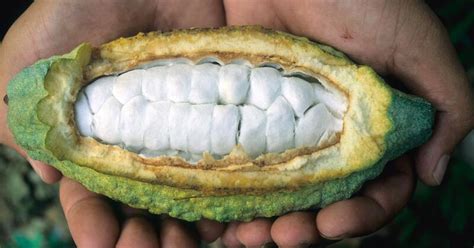 Apple Cocoapods Bugs Expose Millions Of Apps To Code Injection Robb