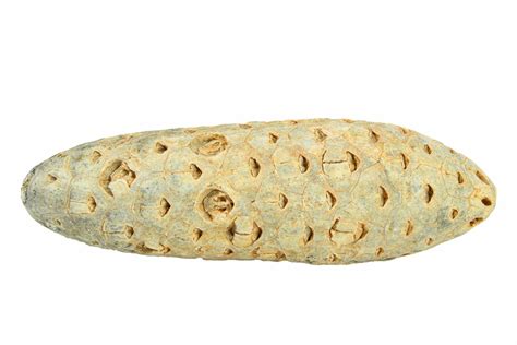 Fossil Seed Cone Or Aggregate Fruit Morocco For Sale FossilEra Com