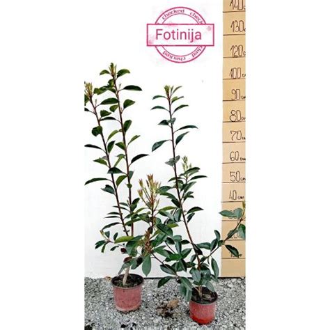 Fotinija Mala 4060 Cm Ukrasni Zimzeleni žbun Sa Crvenim Lišćem