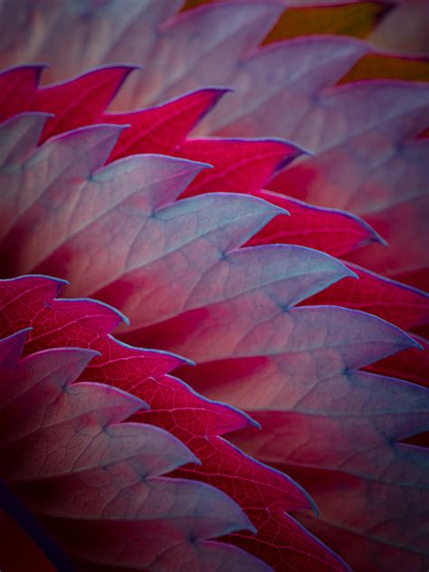 Variegation Iv Behance