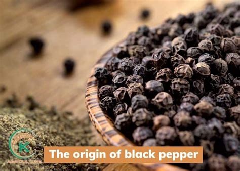 The Importance Of Black Pepper Origin Characteristics And Global Uses