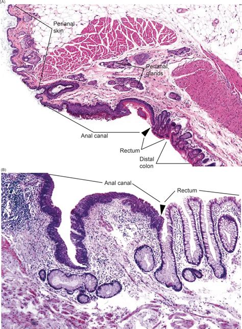 Digestive System Histology Free Indian Medical Pg Review