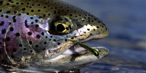 🔥 50 Rainbow Trout Wallpapers Wallpapersafari