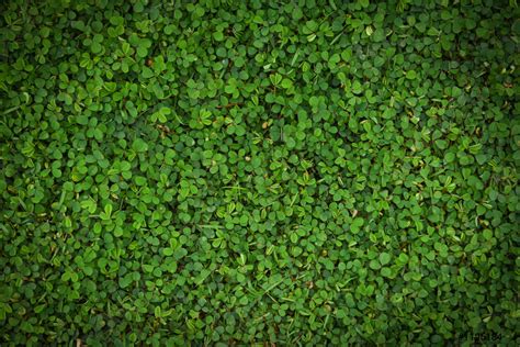 Green Leaves Texture Background Grass Top View Small Plant Green